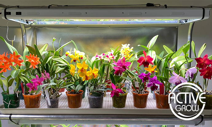 Active Grow Launches T5 HO Ballast Bypass LED Horticultural Lamps in T