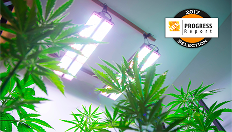 Active Grow SG300 First Horticulture LED Luminaire Featured in the IES