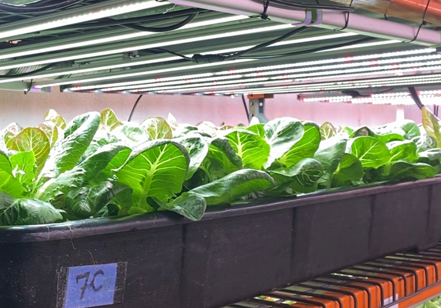 LED Grow Lights – Active Grow