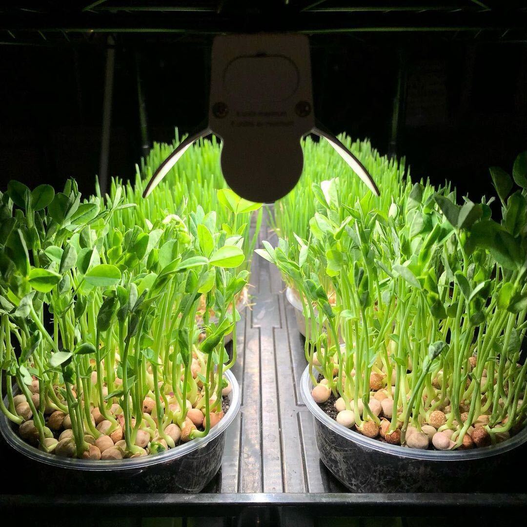 How to Grow Better with the Active Grow Integrated Strip T5 LED Grow L