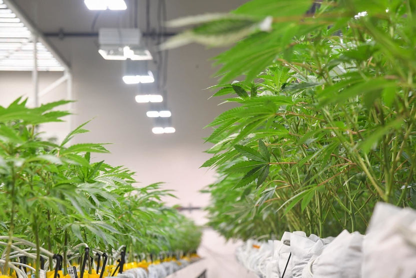 How to Grow Better: Understanding PAR, PBAR, PPF, PPFD & DLI – Active Grow