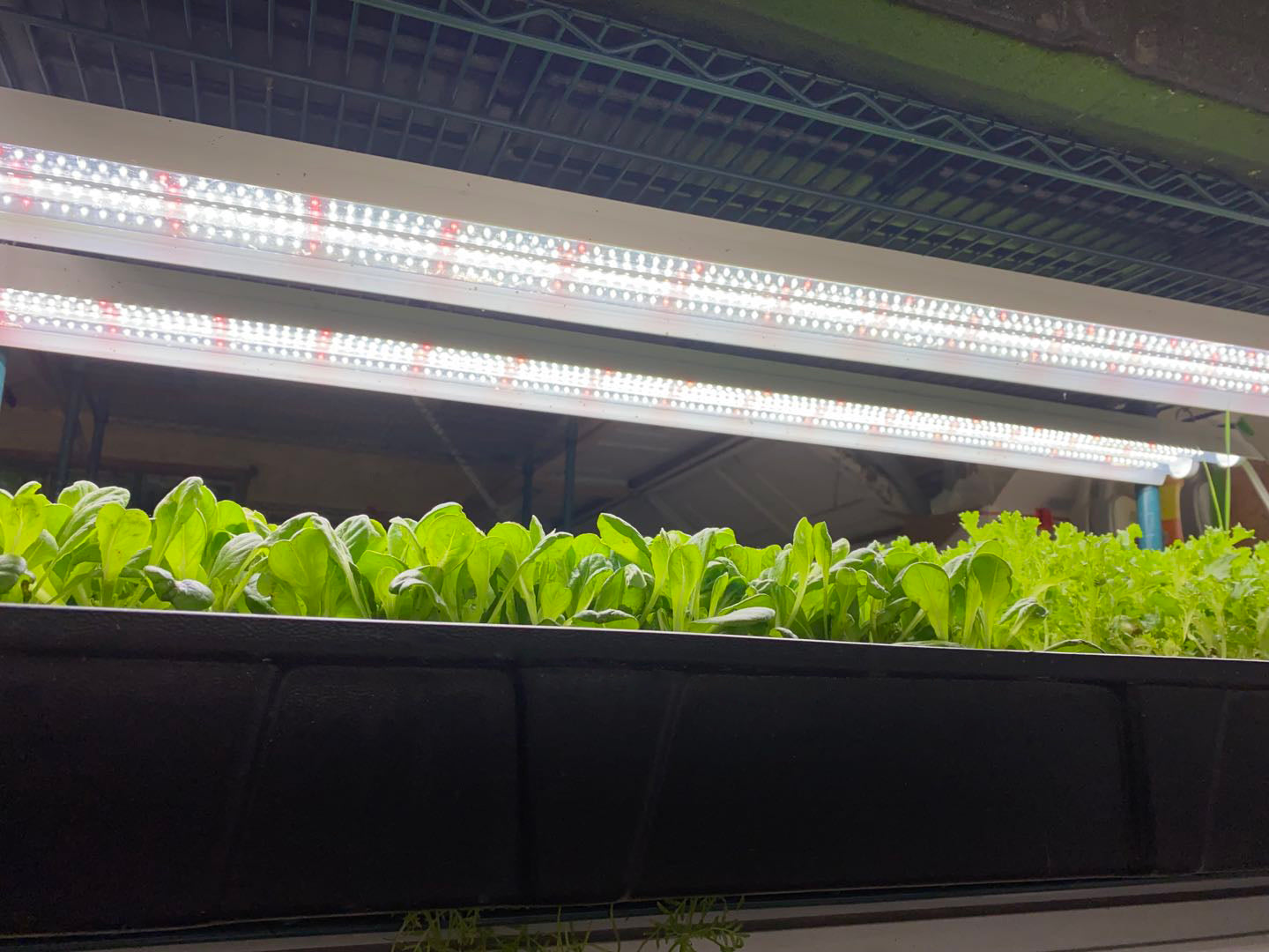 Integrated Dual T8 4FT LED Grow Light (100W Eqv.) – Sun White Pro Spec ...