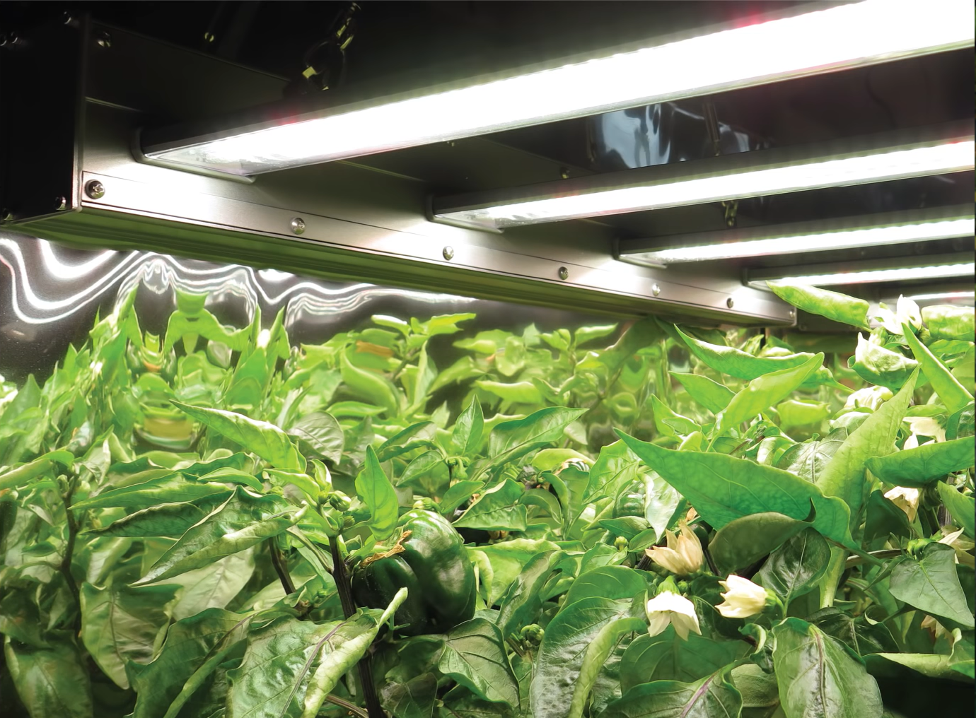 Mastering LED Grow Lights Guide for Indoor Gardening Pros – Active Grow